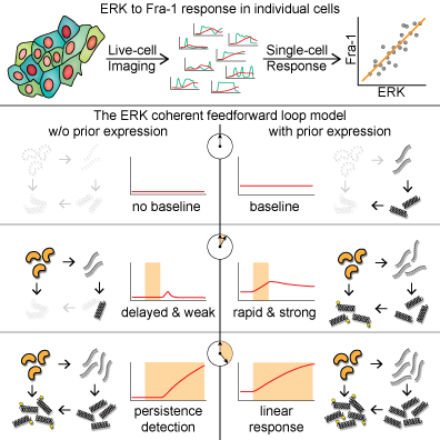 Cell Systems 2017 – Albeck Lab